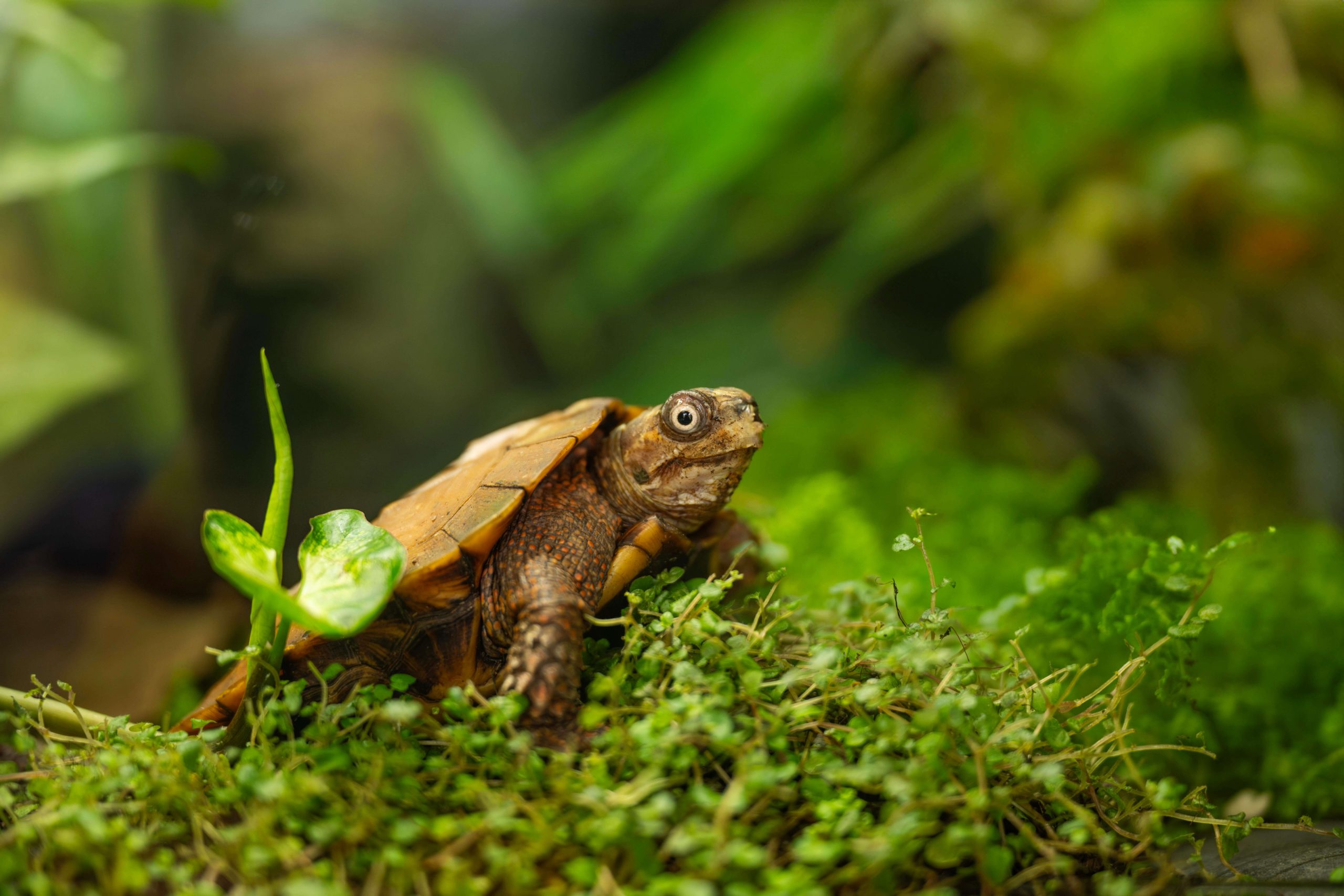Black Breasted Leaf Turtle | Hertfordshire Zoo