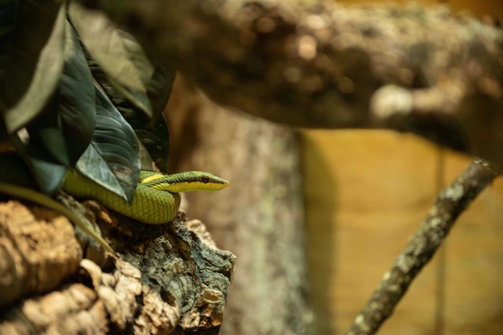 Baron's Racer Snakes at Hertfordshire Zoo