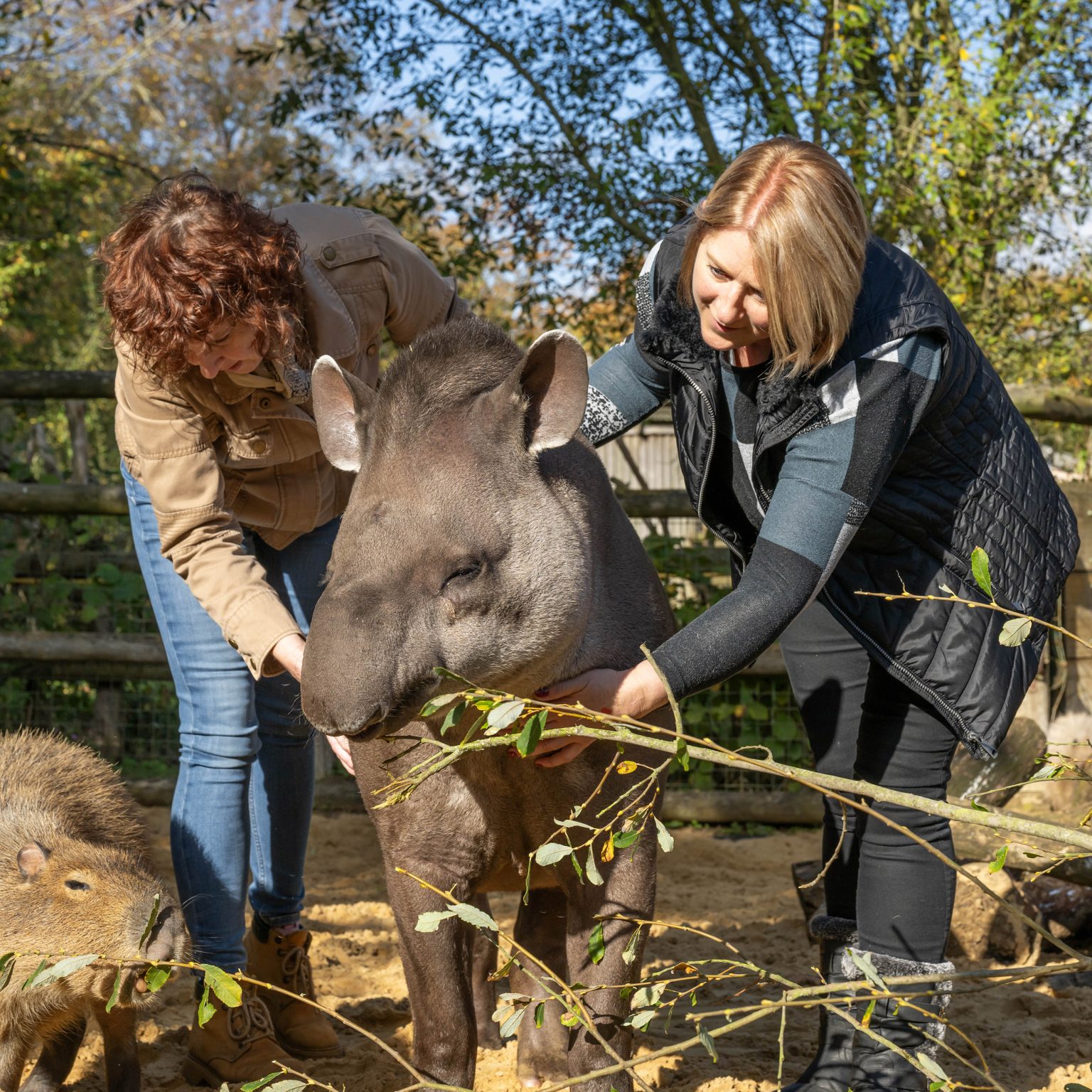 New Capybara & Tapir experience! | Hertfordshire Zoo