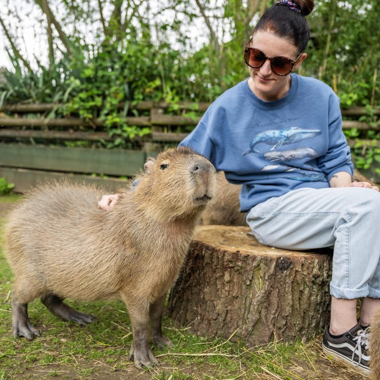 New Capybara & Tapir experience! | Hertfordshire Zoo