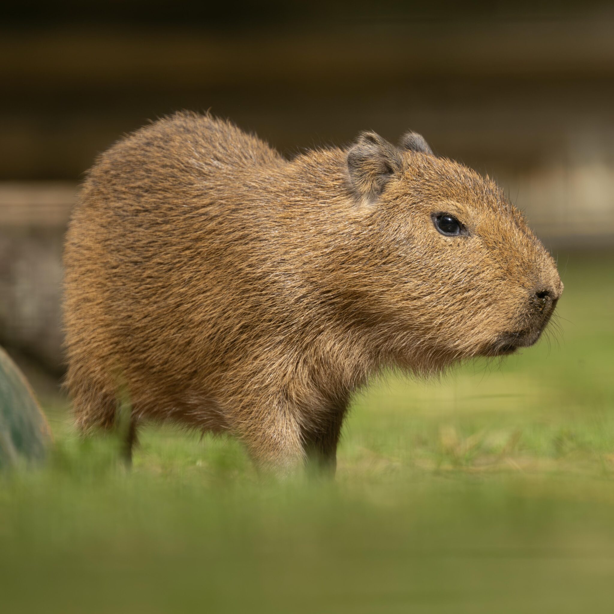 Hertfordshire Zoo Welcomes Baby Capybara! | Hertfordshire Zoo