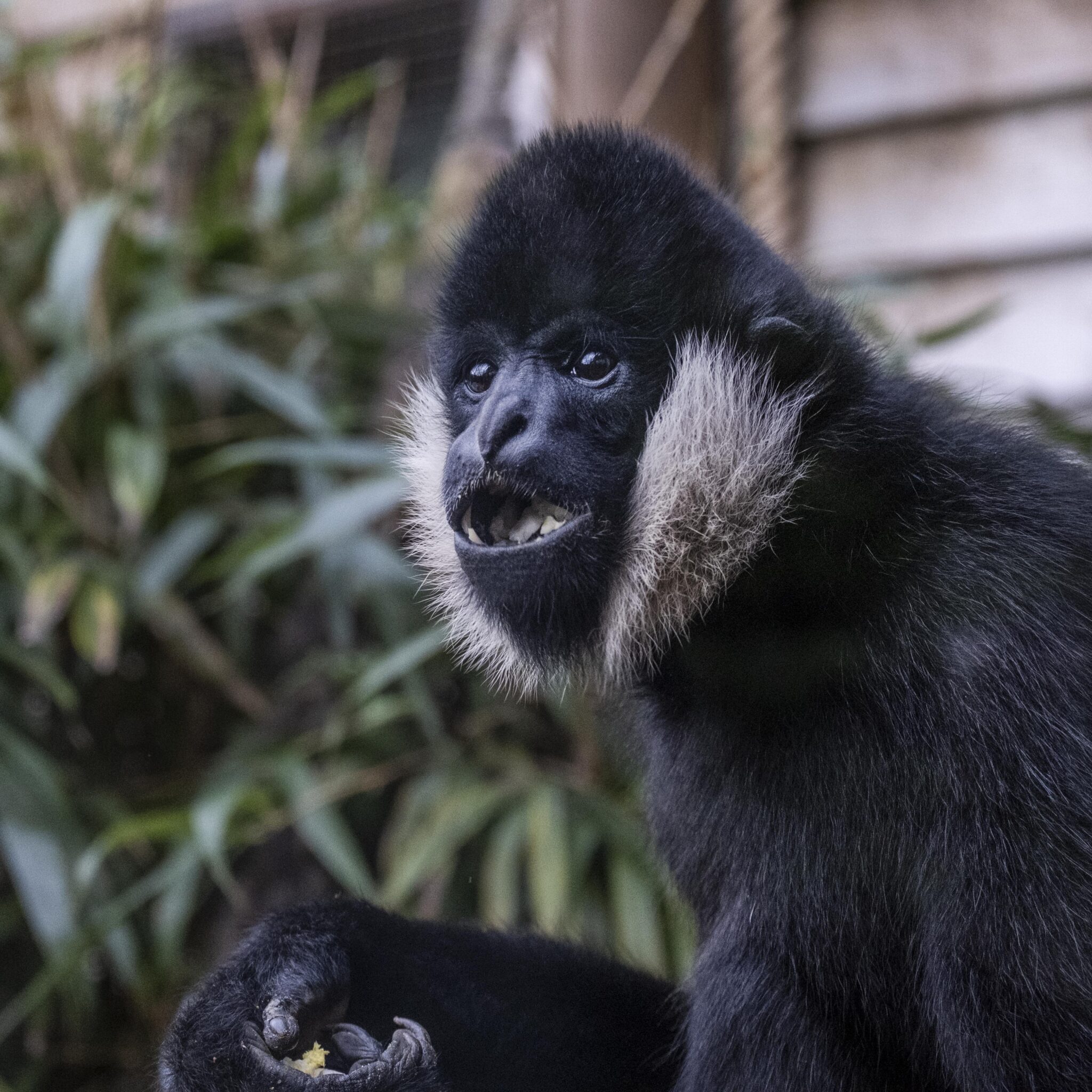 "Gibbons: Song of the Forest" habitat opens! | Hertfordshire Zoo