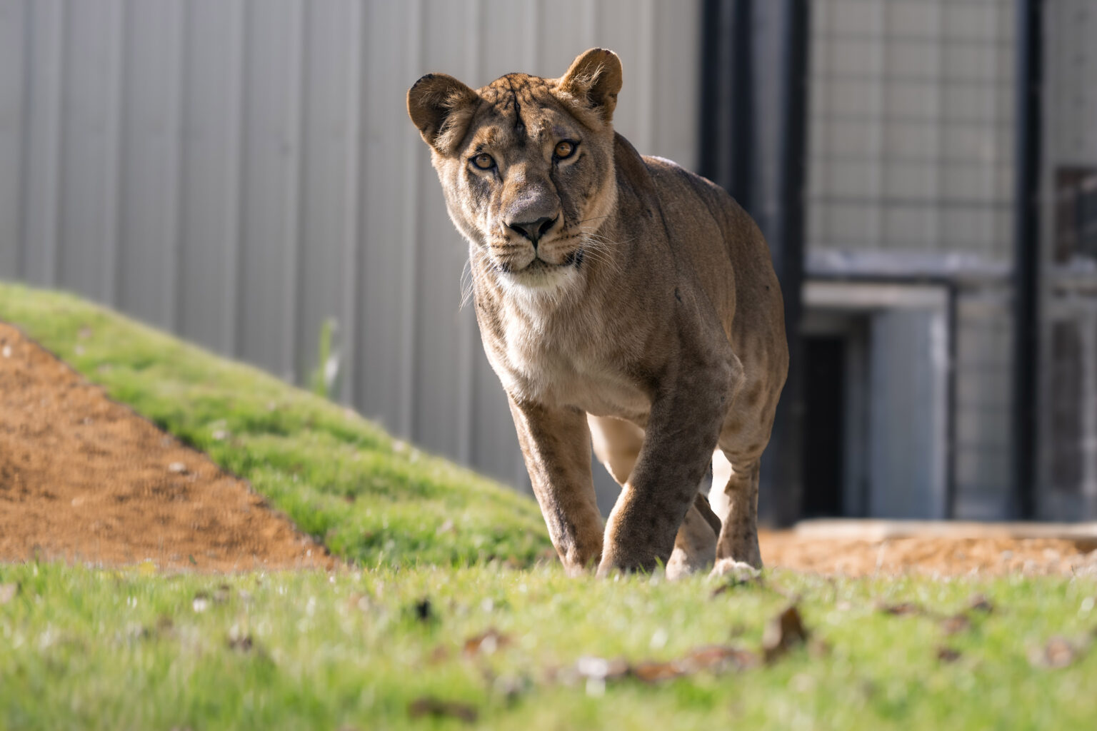 Lioness Yuna arrives at The Big Cat Sanctuary | Hertfordshire Zoo