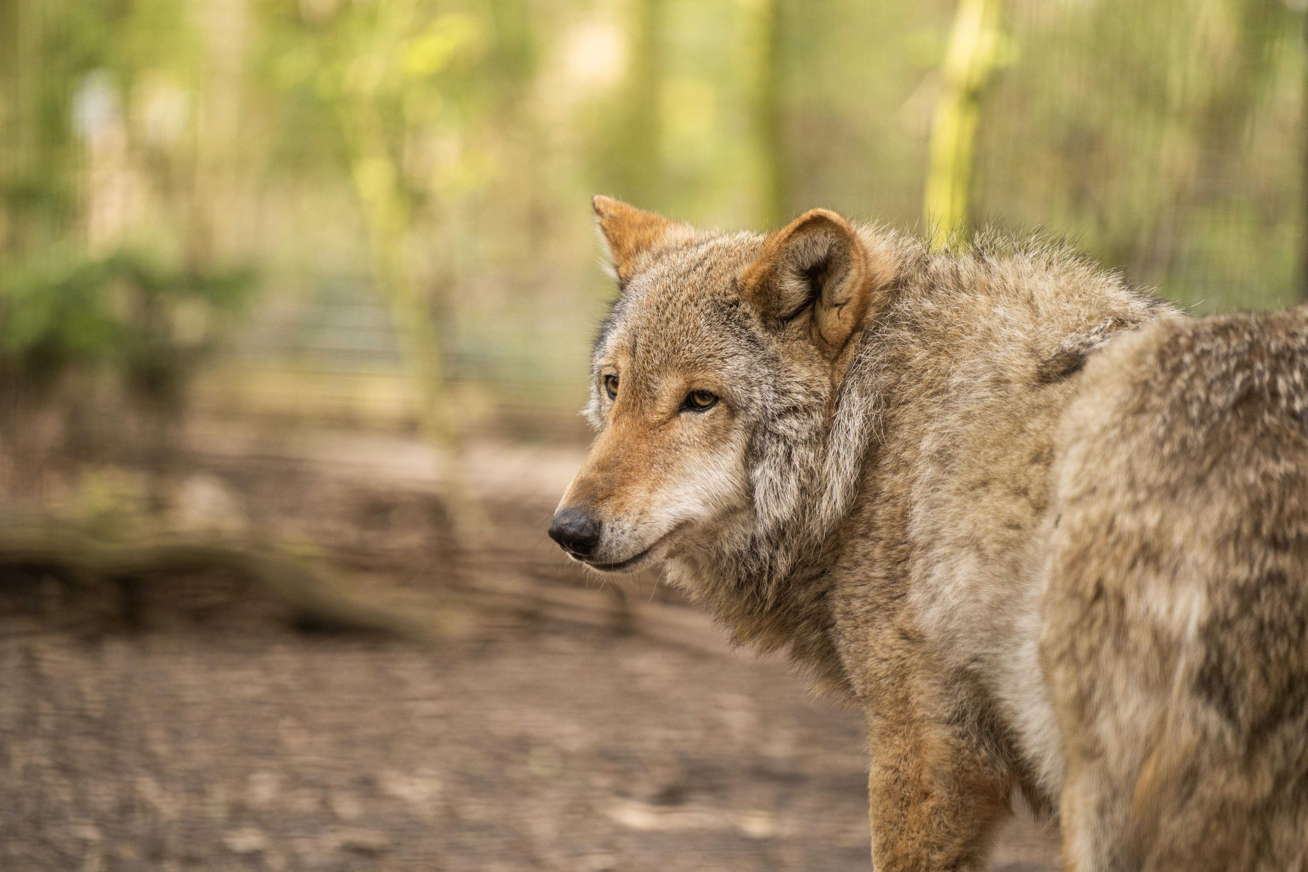 Farewell to our Eurasian Wolves | Hertfordshire Zoo
