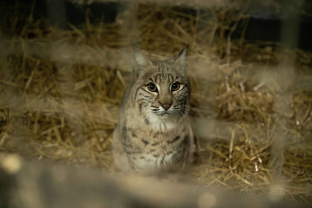 Race to Rescue 28 Exotic Cats | Hertfordshire Zoo
