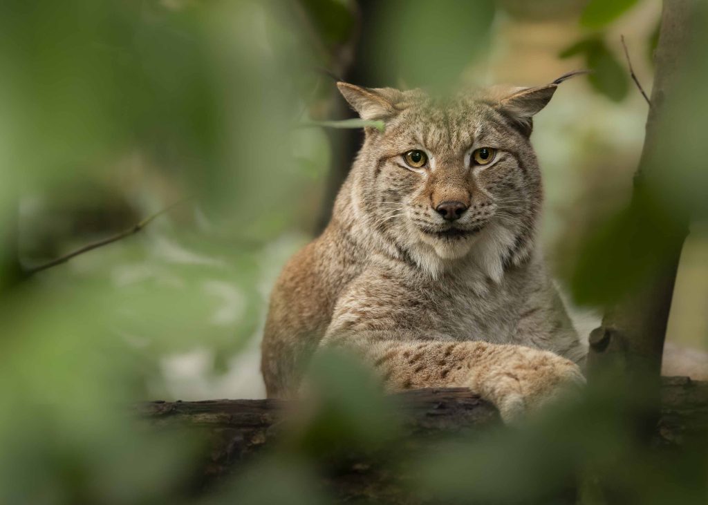 Saving 23 Exotic Cats from Euthanasia | Hertfordshire Zoo