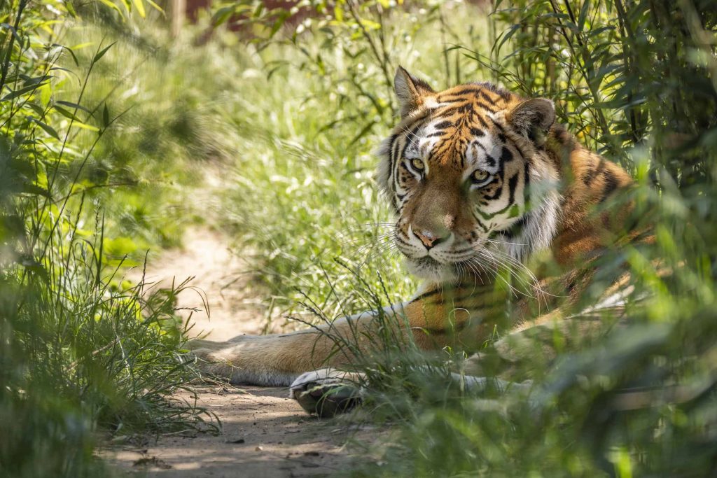 Tiger Weekend | Hertfordshire Zoo