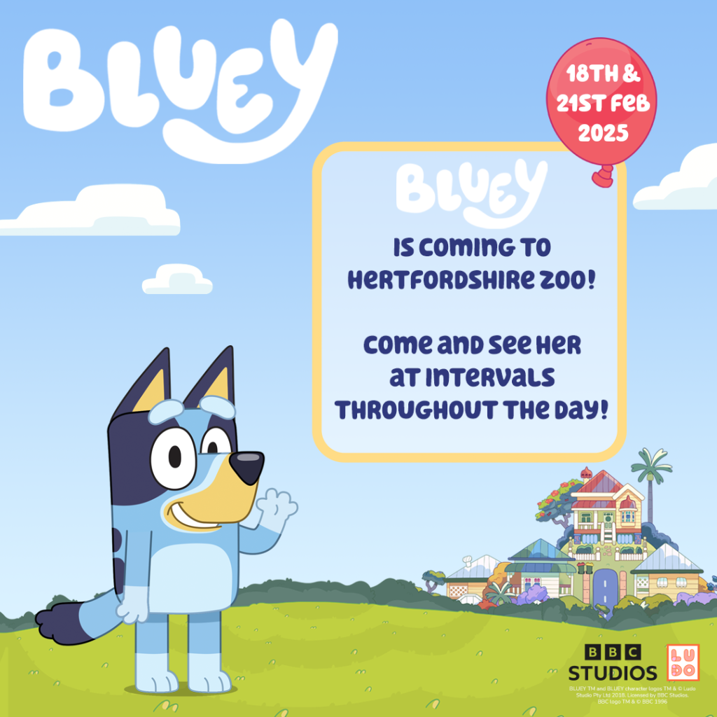 Bluey comes to Hertfordshire Zoo | Hertfordshire Zoo