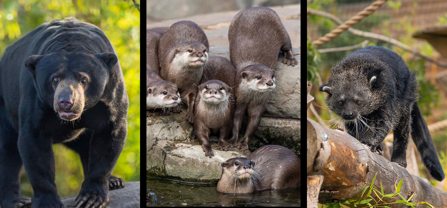 Sun bear, Binturong & Otter weekend | Hertfordshire Zoo