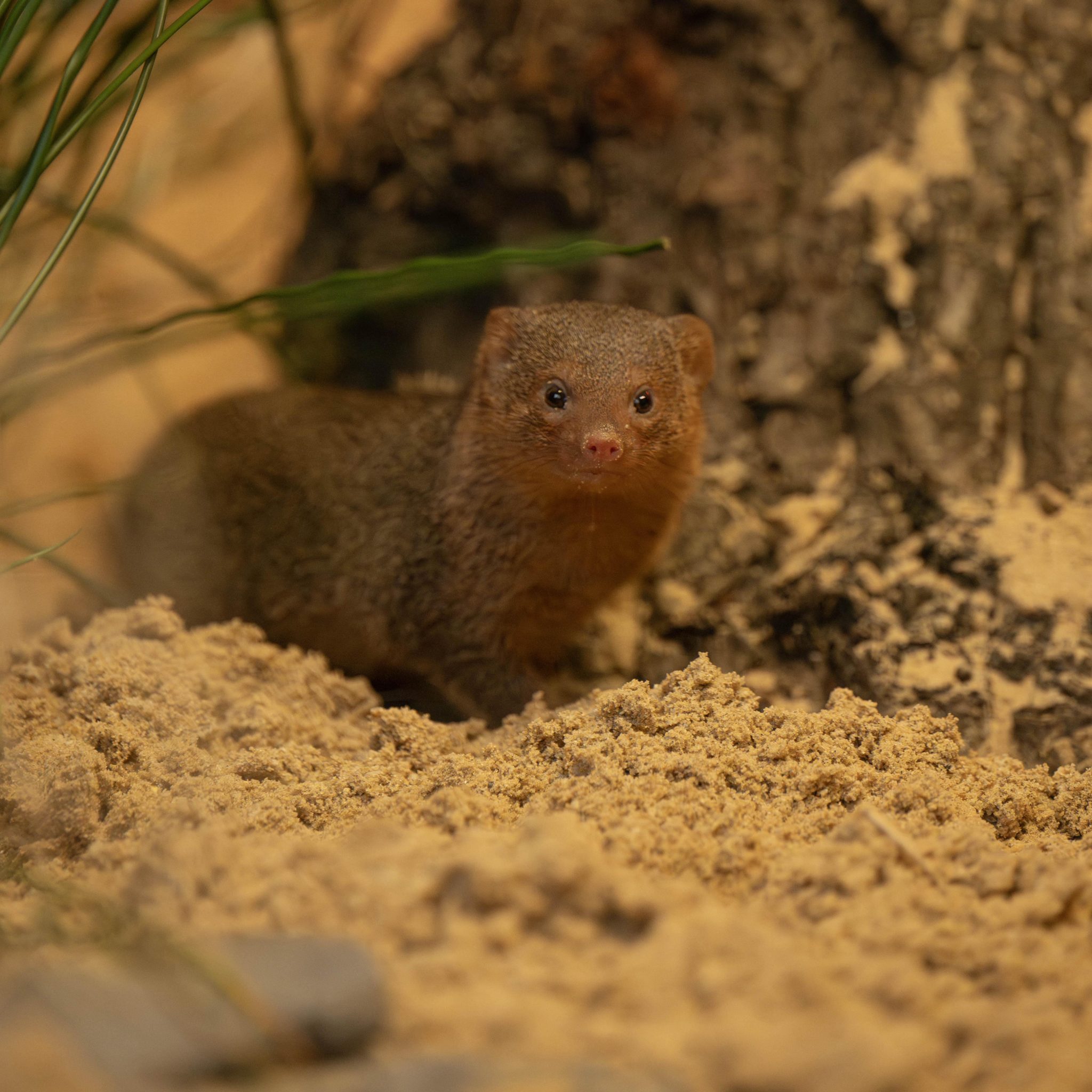 Discover the Dwarf Mongoose | Hertfordshire Zoo