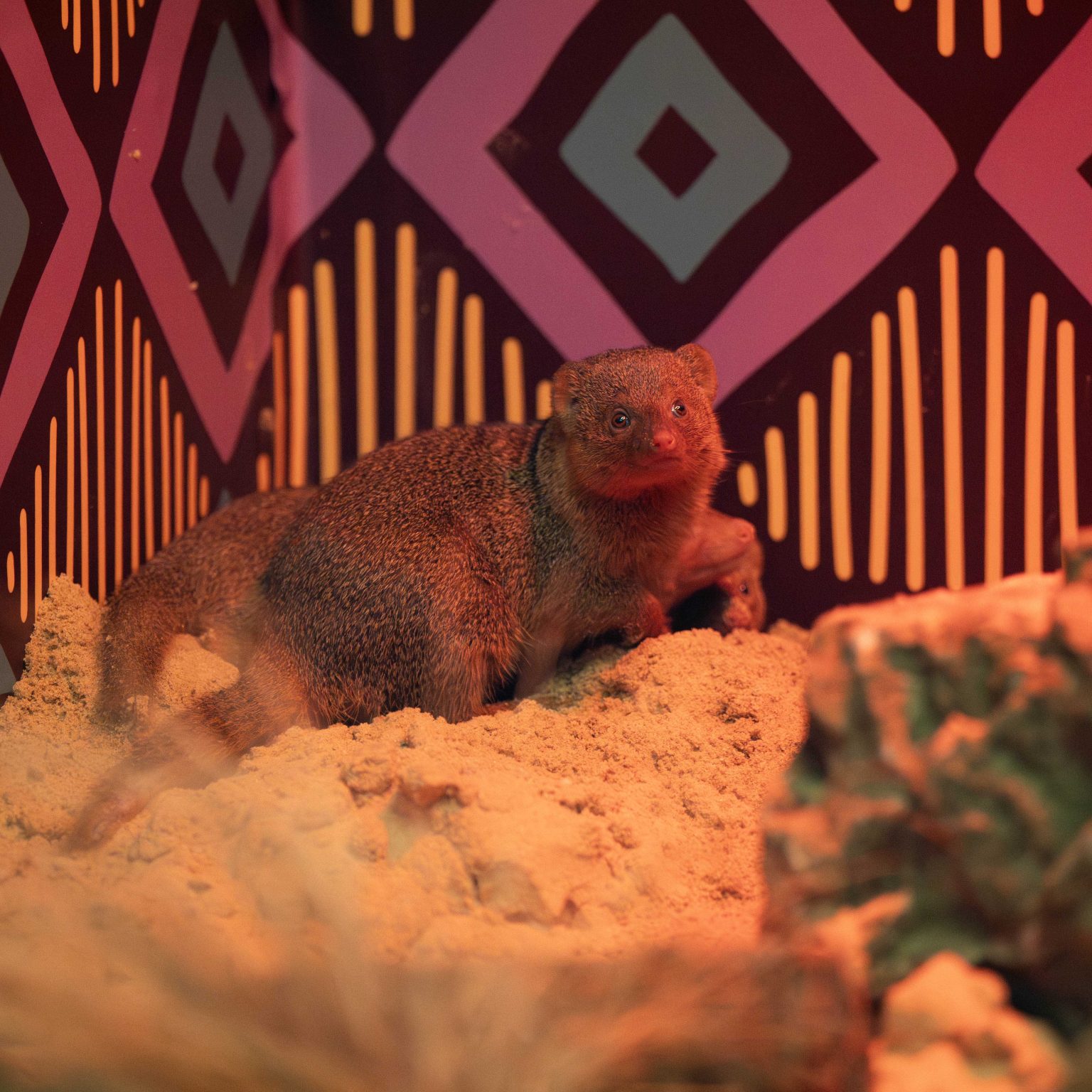 Discover the Dwarf Mongoose | Hertfordshire Zoo
