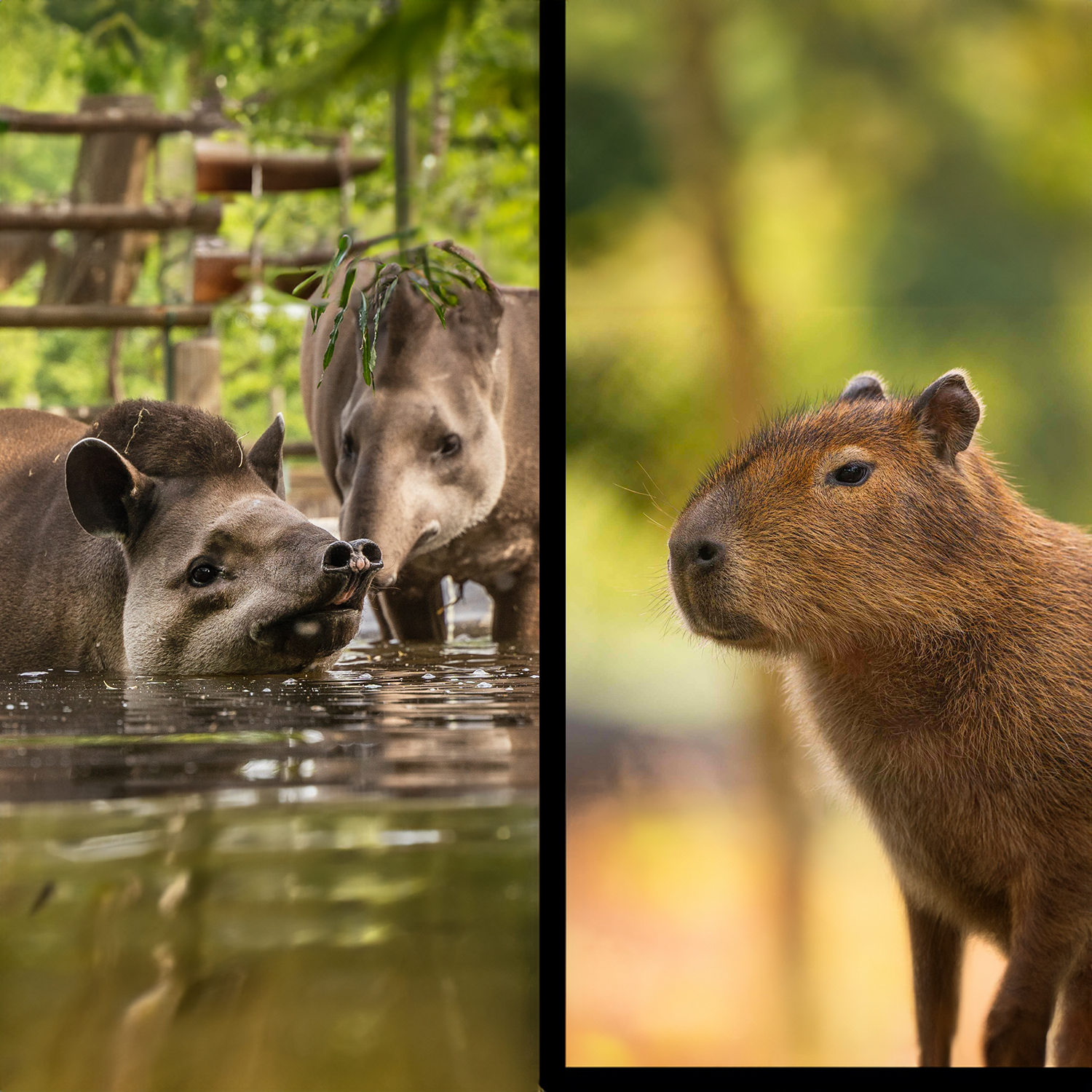 Tapir & Capybara Weekend | Hertfordshire Zoo
