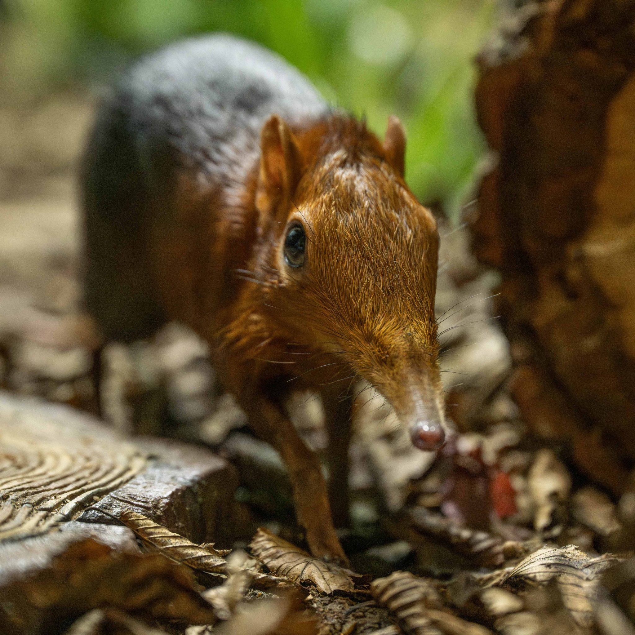 Rare Elephant Shrews arrive at Hertfordshire Zoo | Hertfordshire Zoo